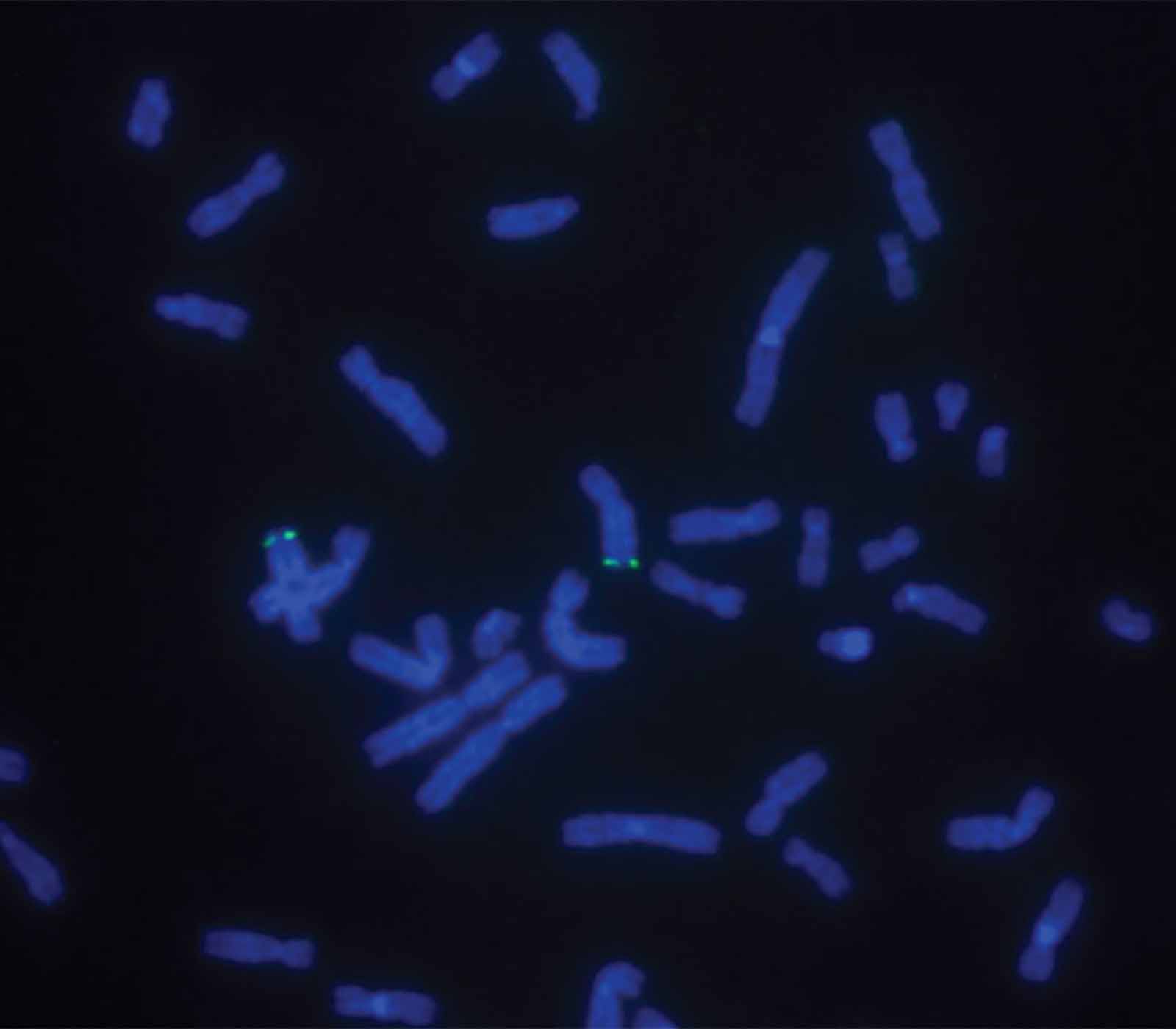 Assessing the Effects of Humidity on FISH Using the Nick Translation ...