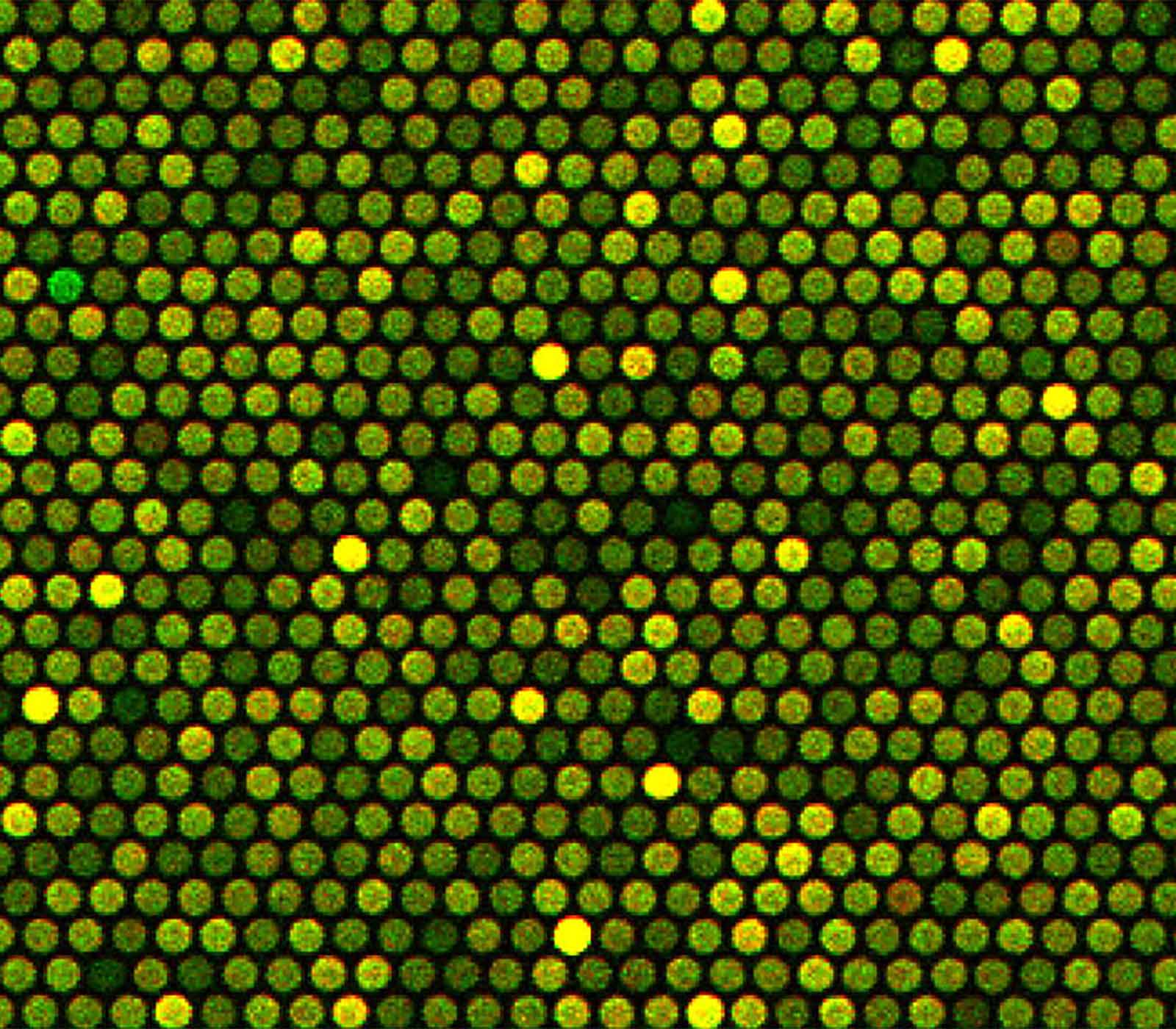 Compatibility of CYTAG® CGH Labeling Kit from Enzo Life Sciences with ...
