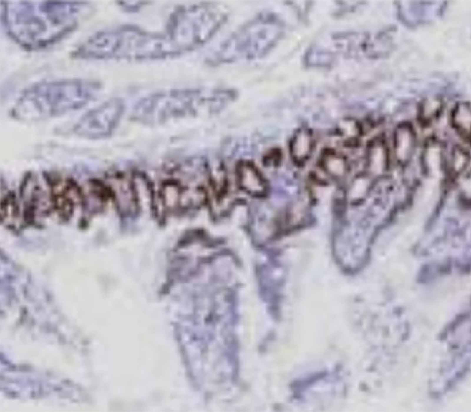 Immuno histochemistry (IHC) - Enzo