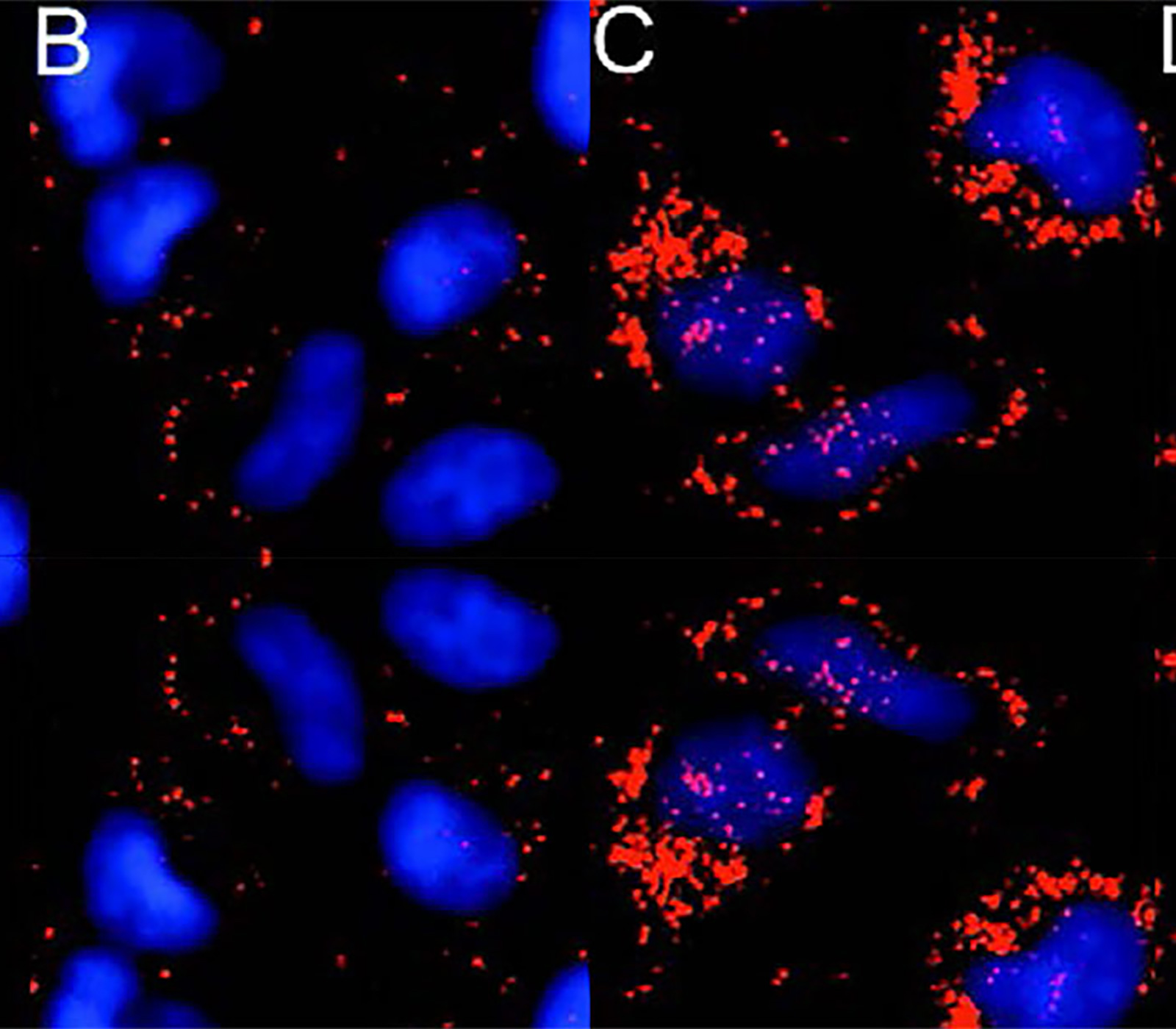 Mitochondrial Membrane Potential by Object Spot Counting - Enzo