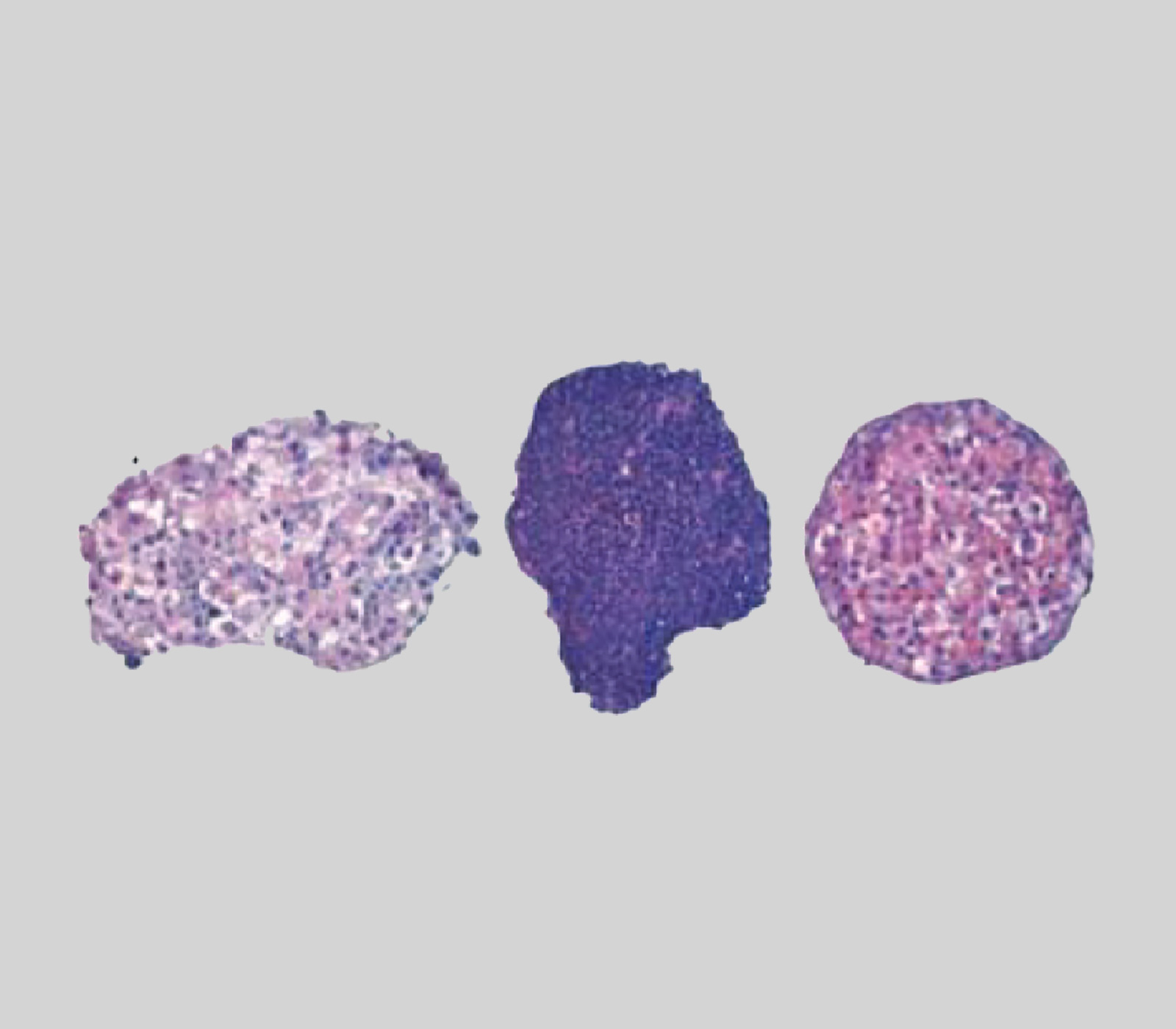 Three Dimensional Hepatotoxicity Screening using Corning® HepatoCells ...