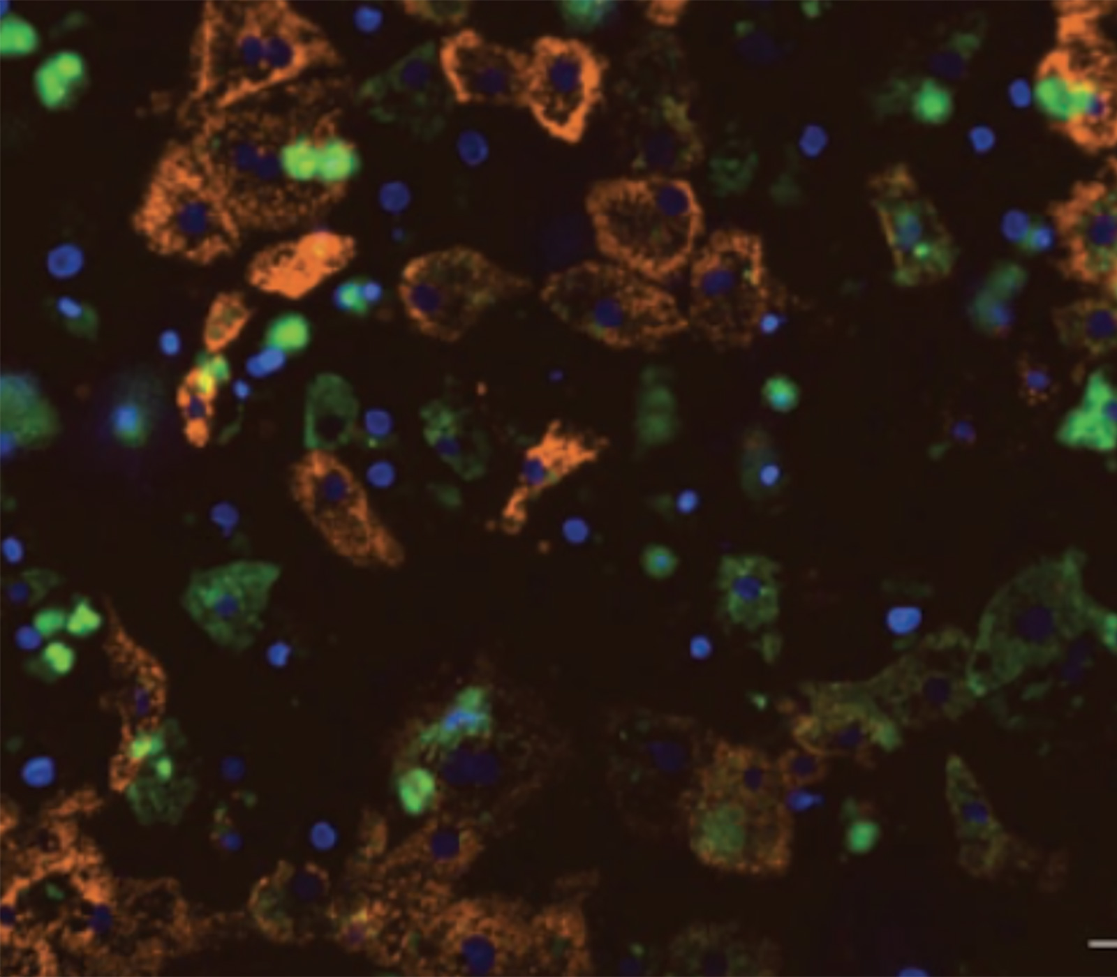 Antibody Drug Conjugates - Enzo