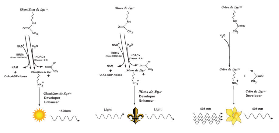 Activity Kits - Enzo