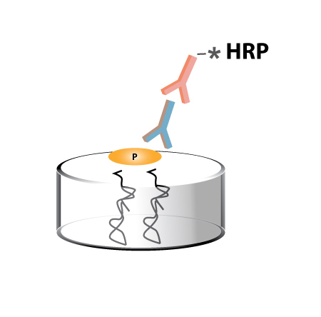 Activity Kits - Enzo