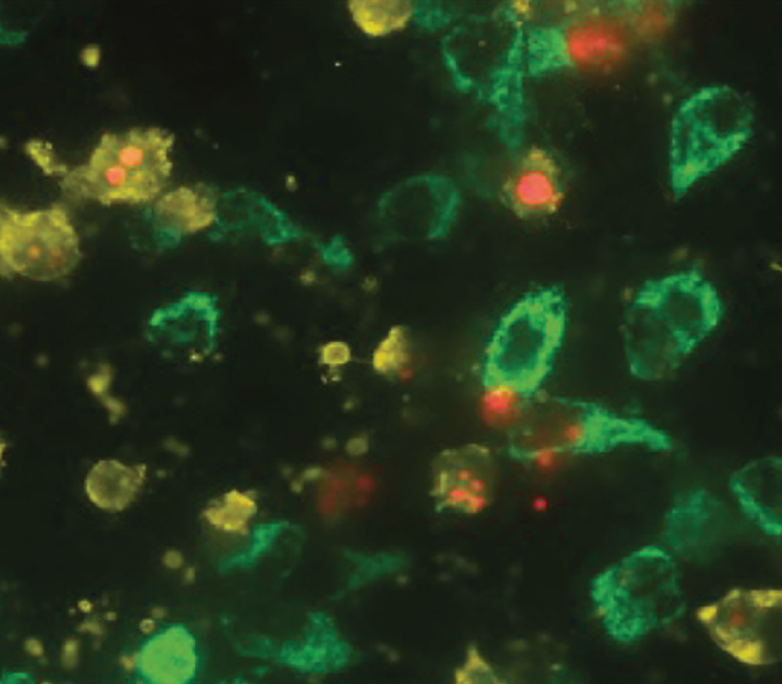 Field of Research - Enzo