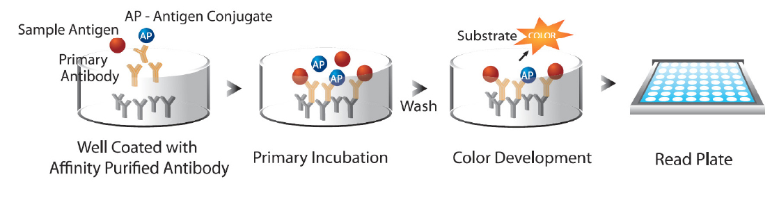 ELISA Immunoassays - Enzo