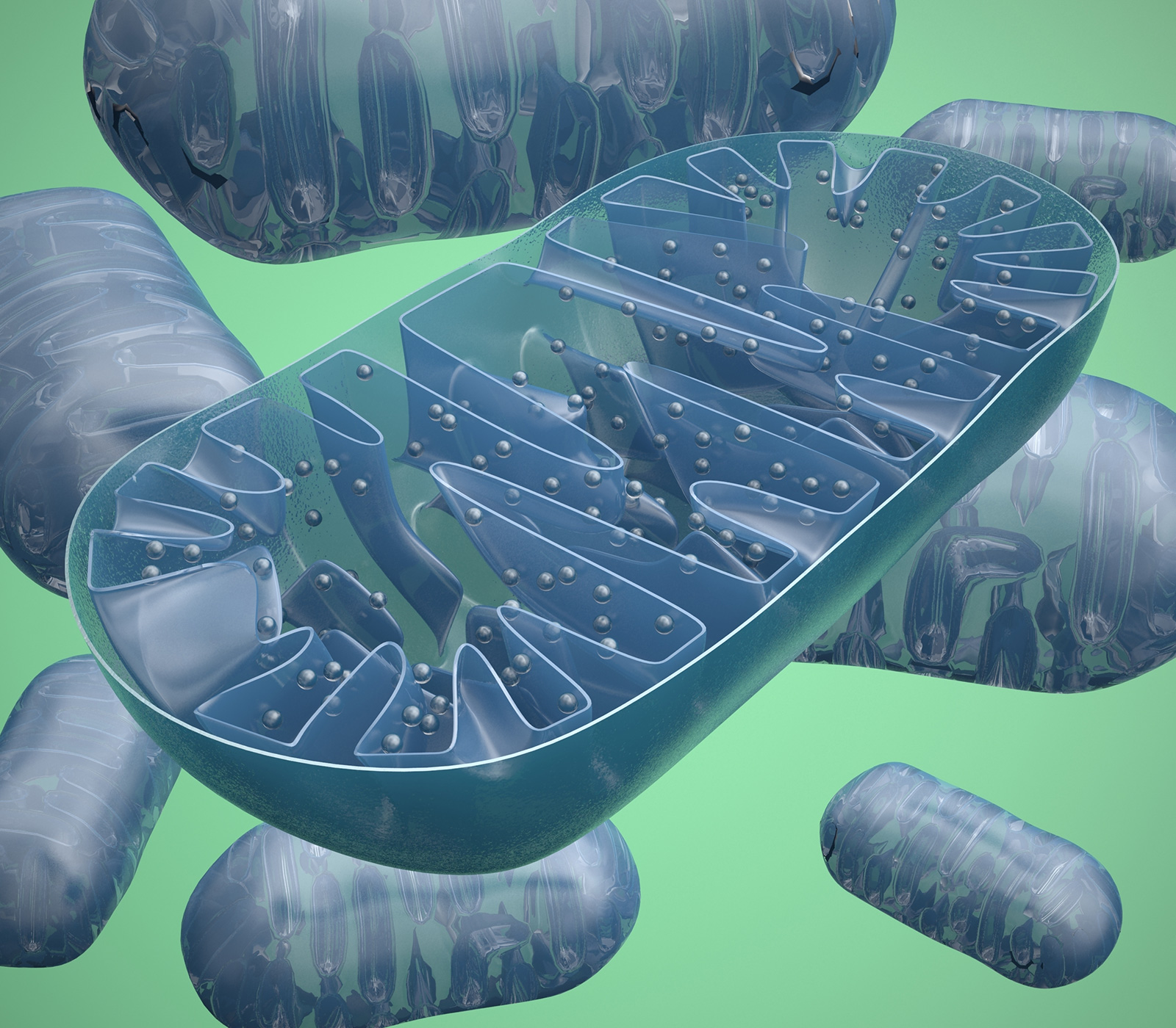Mitochondrial Toxicity - Enzo