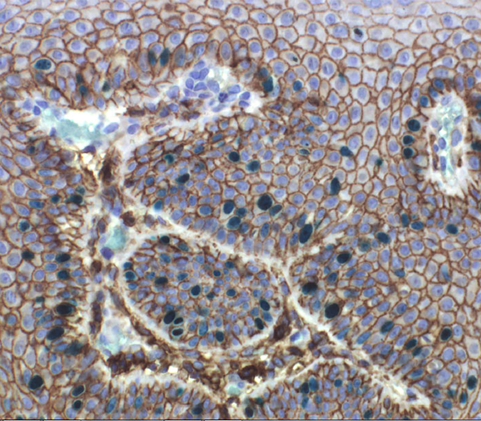 Tissue Analysis - Enzo