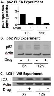 High Quality ELISAs for Mesuring Autophagy - Enzo