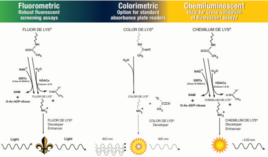 Cell-Based Assay or Biochemical Assay? Now That’s the Question… - Enzo