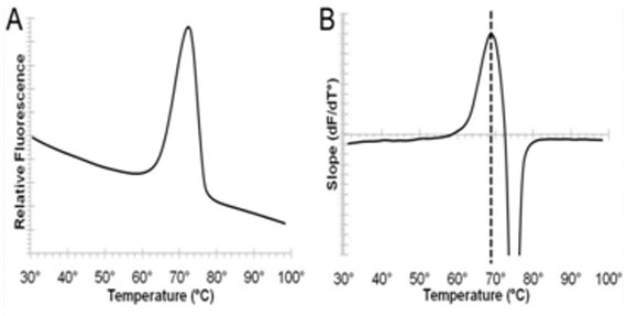 How To Determine Protein Stability - Enzo