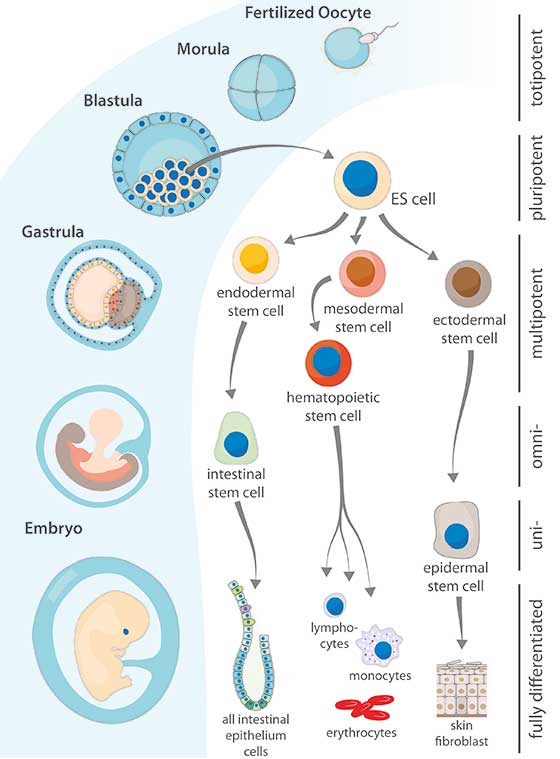 Stem Cells: from Embryonic Origin to Induced Pluripotency – An Overview ...