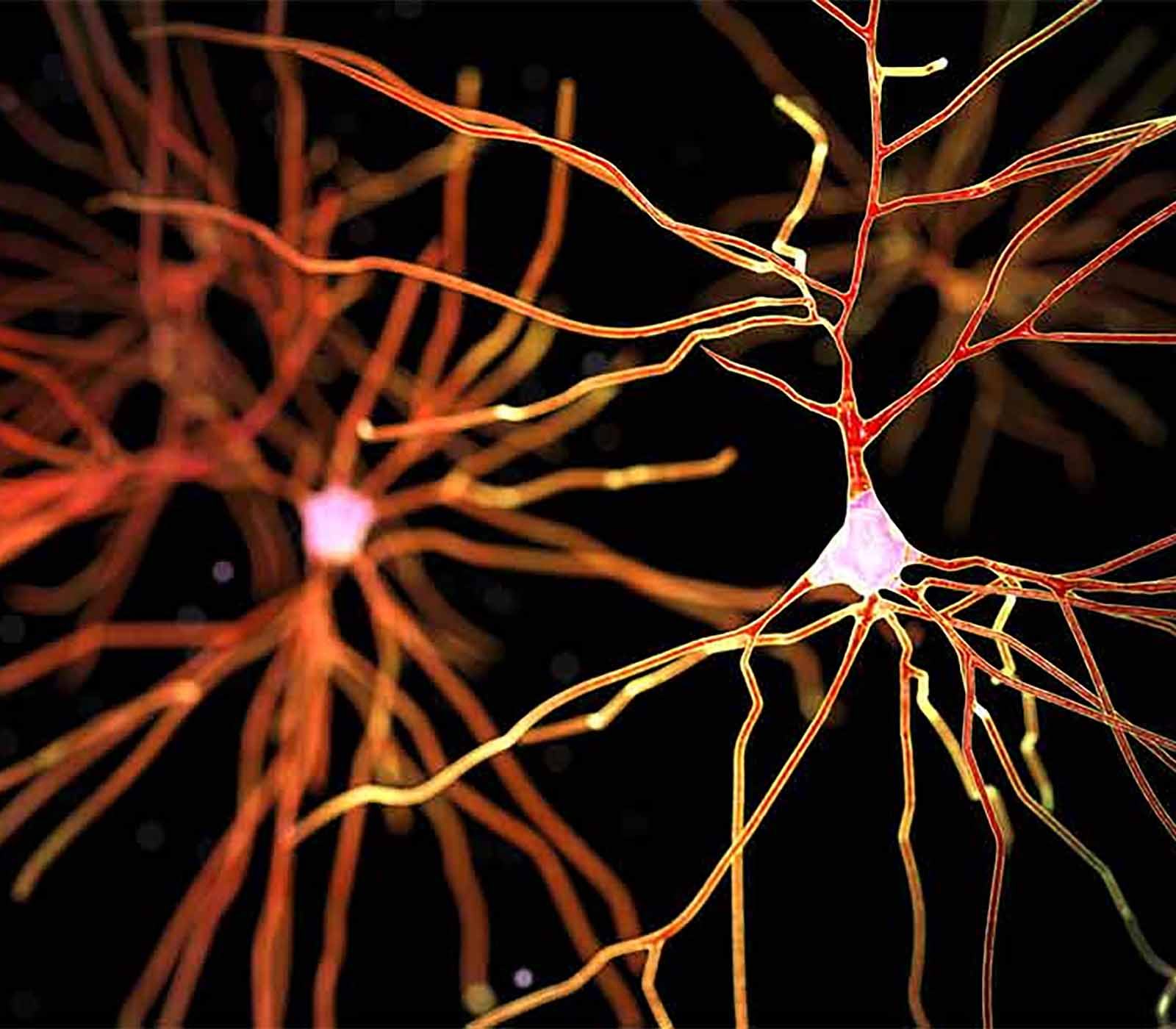 The Role of Dopamine as a Neurotransmitter in the Human Brain - Enzo