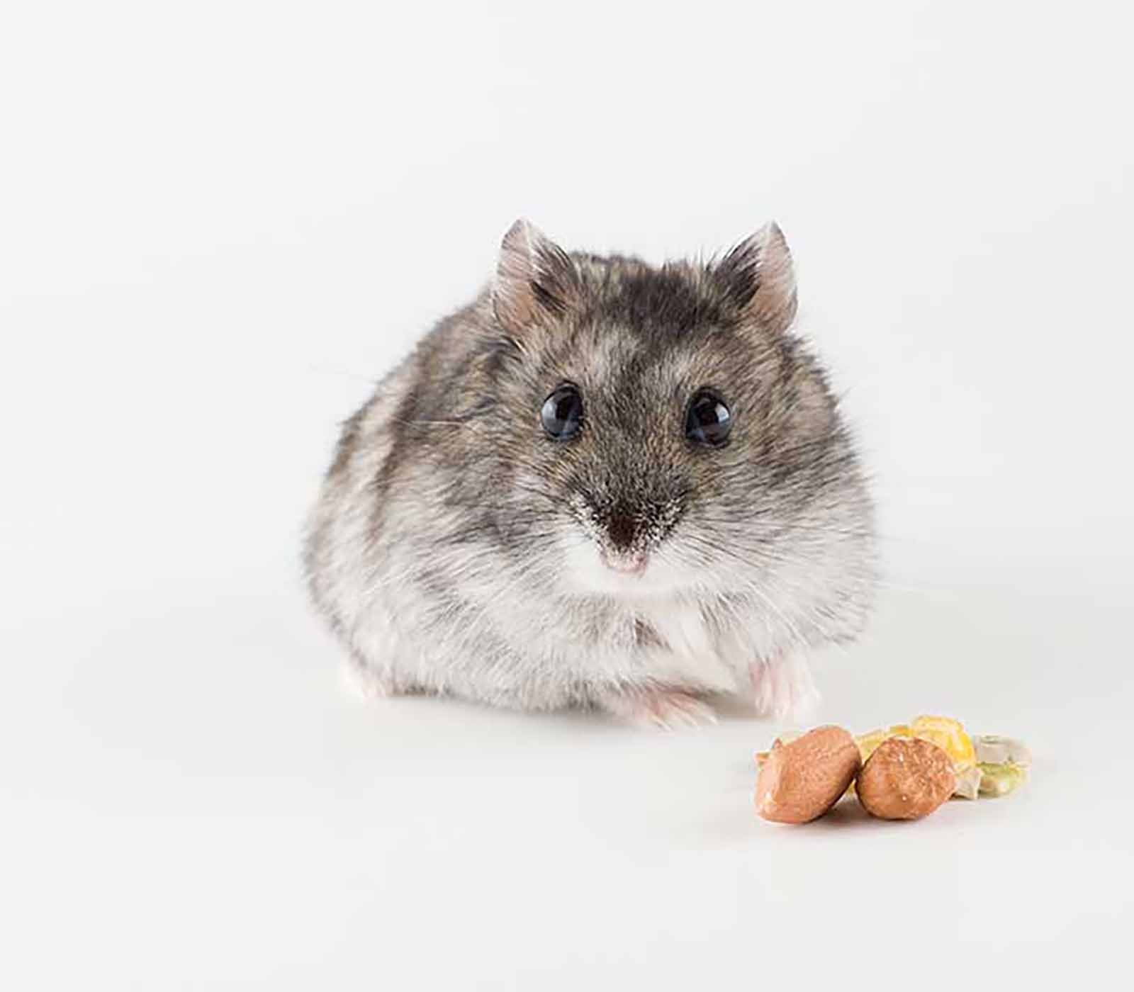 What are the Advantages of Using Chinese Hamster Ovary (CHO) Cells? - Enzo