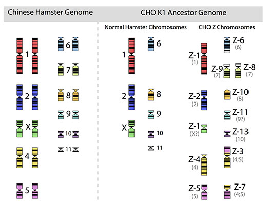What are the Advantages of Using Chinese Hamster Ovary (CHO) Cells? - Enzo
