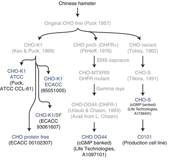 What are the Advantages of Using Chinese Hamster Ovary (CHO) Cells? - Enzo