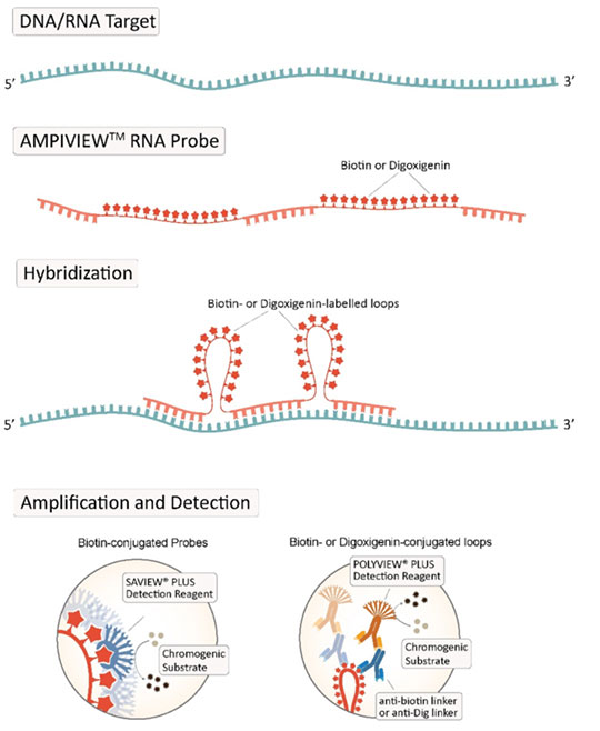 What are the Differences Between DNA and RNA Probes? - Enzo