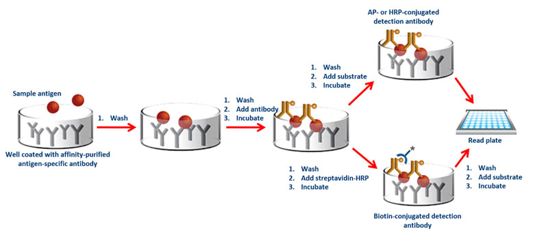 What are the differences between ELISA assay types? - Enzo
