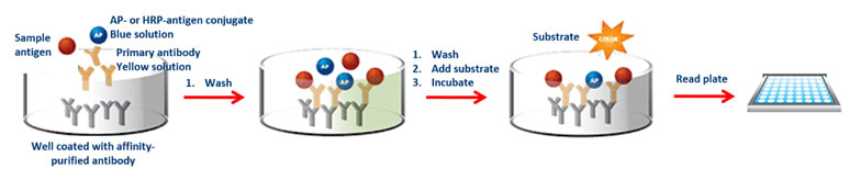What are the differences between ELISA assay types? - Enzo