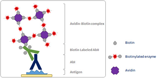 What are the different detection methods for IHC? - Enzo