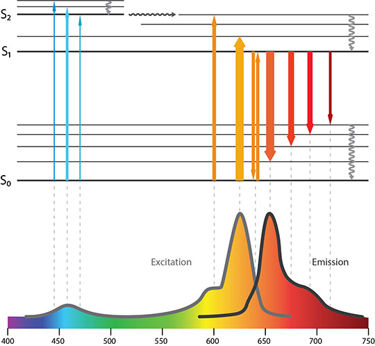 What is the difference between fluorescence, phosphorescence and ...