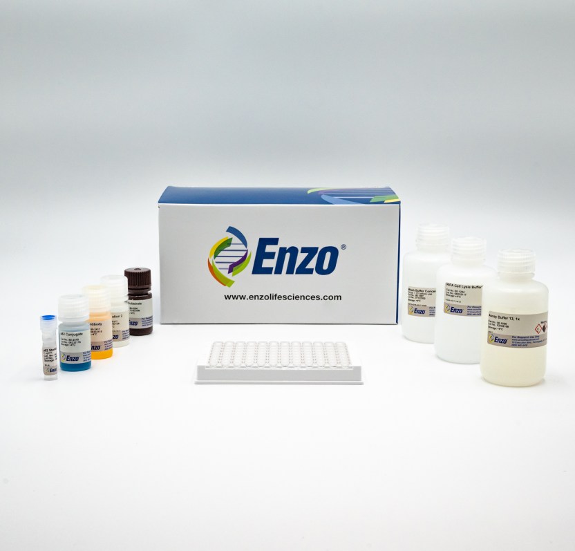 p62 ELISA kit - Enzo