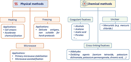 Choosing your fixation, embedding, and antigen retrieval method for ...