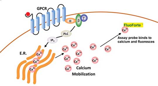 How are cell-based assays useful in drug discovery research? - Enzo