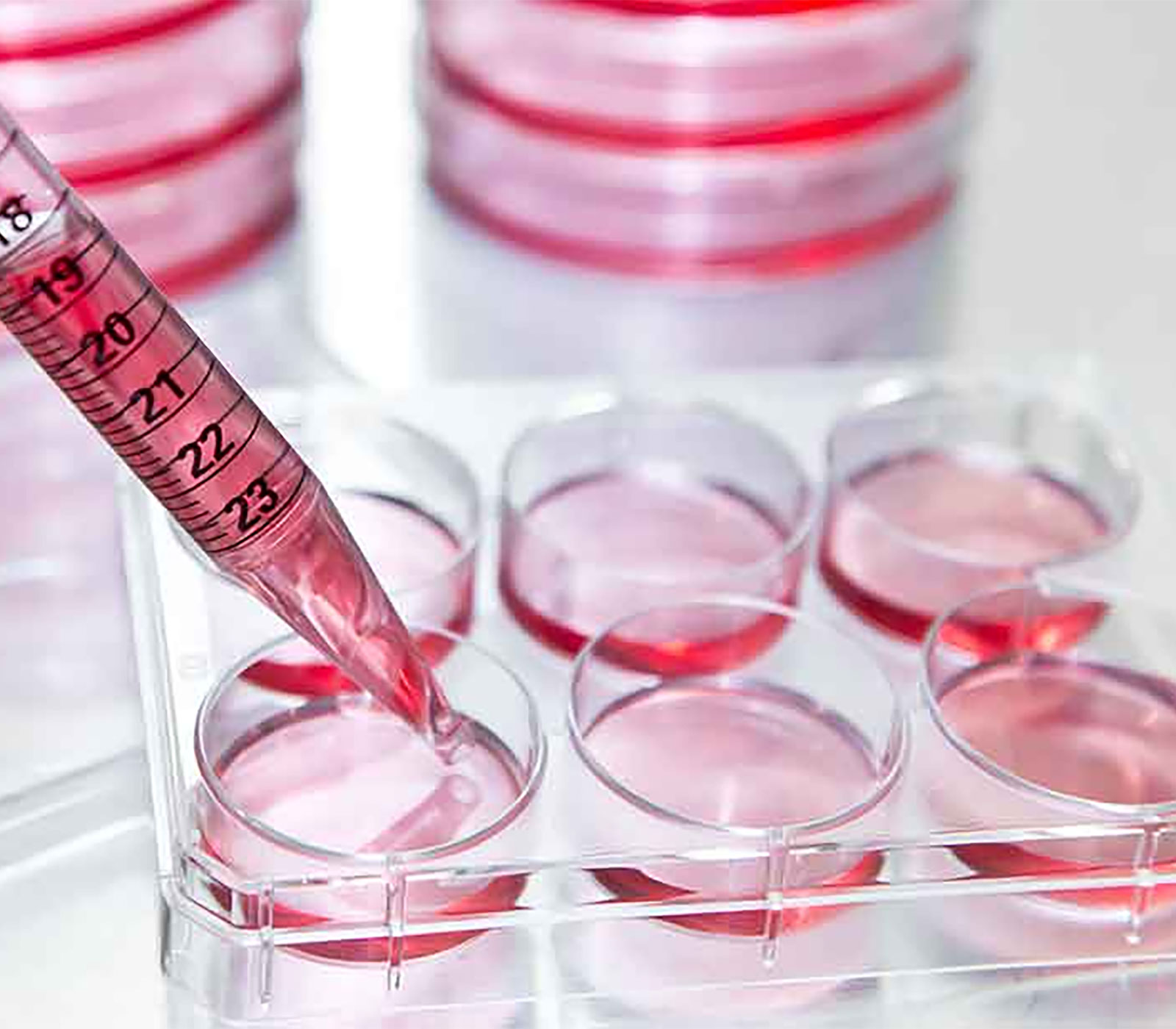 How are cell-based assays useful in drug discovery research? - Enzo