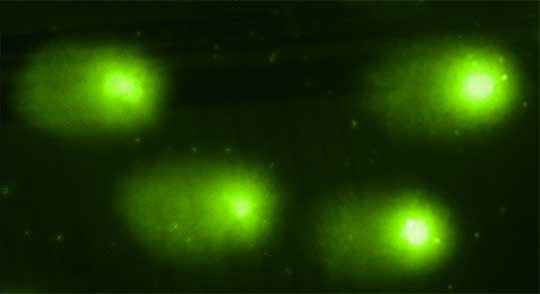 How to Detect Key Features of Apoptosis? - Enzo