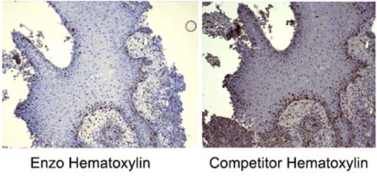 IHC Counterstains for Enzyme/Chromogen and Fluorescent Immunostaining ...