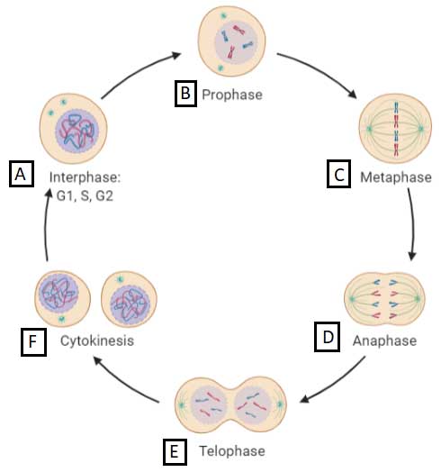 The Cell Cycle Explained, and How to Study It - Enzo