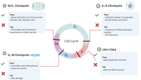 The Cell Cycle Explained, and How to Study It - Enzo