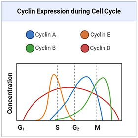 The Cell Cycle Explained, and How to Study It - Enzo
