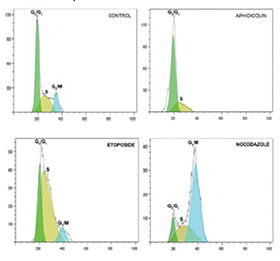 The Cell Cycle Explained, and How to Study It - Enzo