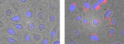 What are the different cytotoxicity assays used for in-vitro toxicology ...