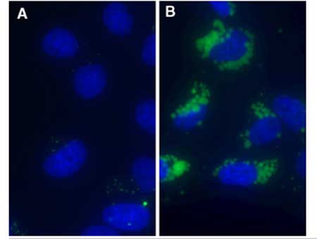 What are the different cytotoxicity assays used for in-vitro toxicology ...
