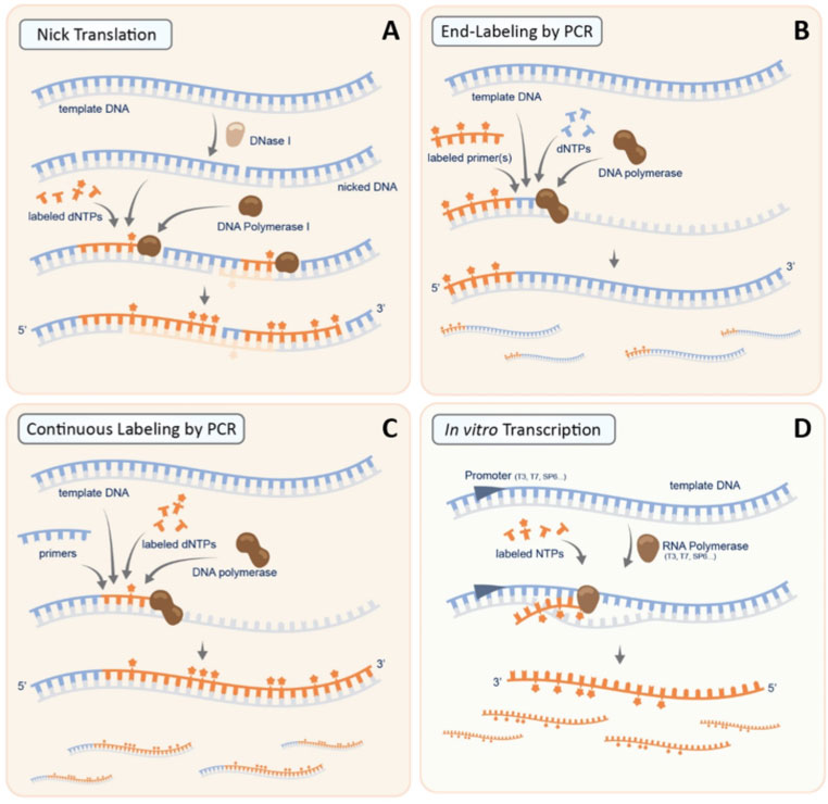 What is in situ hybridization and what are the recent advancements with ...