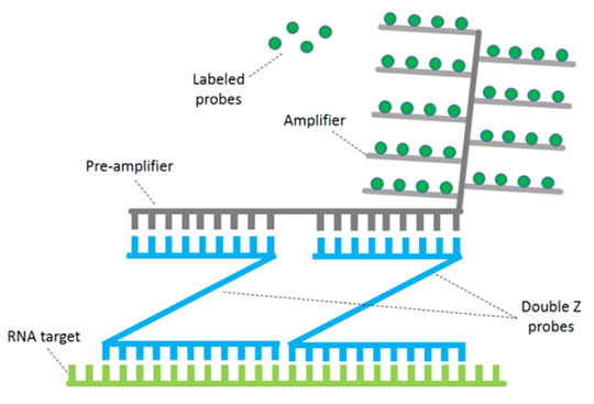 What is in situ hybridization and what are the recent advancements with ...