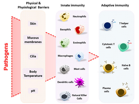 Tools to study adaptive and innate immune response - Enzo