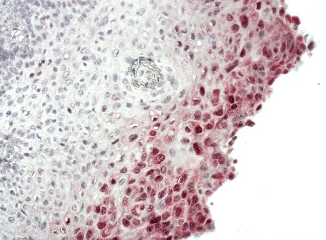 Tissue Analysis - Enzo
