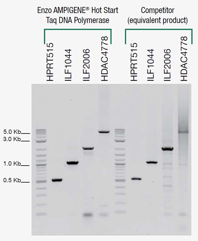 Endpoint PCR - Enzo
