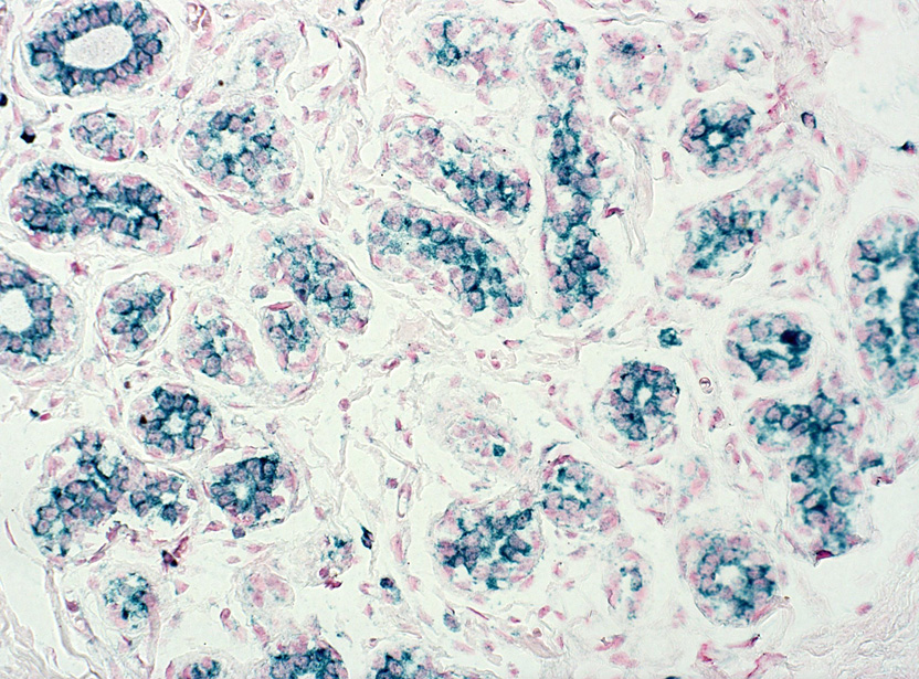 Chromosomal Analysis - Enzo