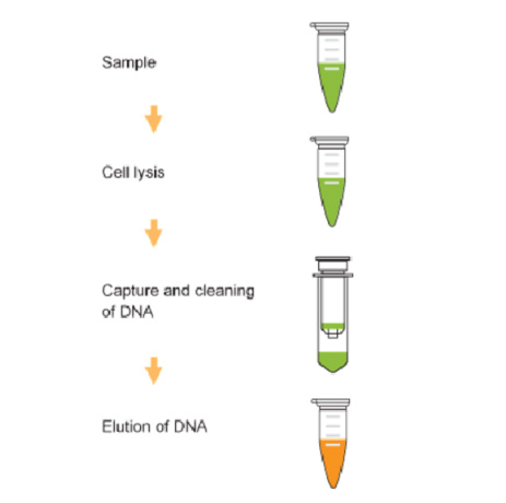 Nucleic Acid Purification & Extraction - Enzo