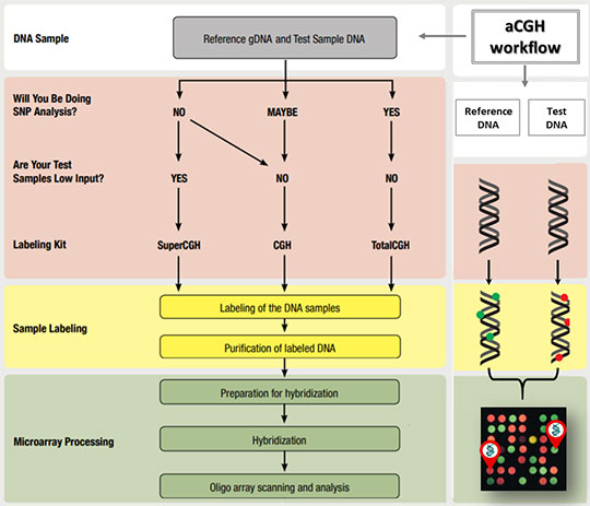 Tips for Successful aCGH - Enzo