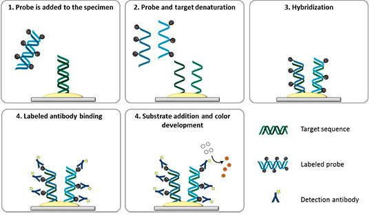 What are single and dual ISH? - Enzo