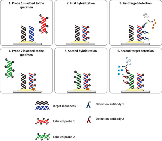 What are single and dual ISH? - Enzo