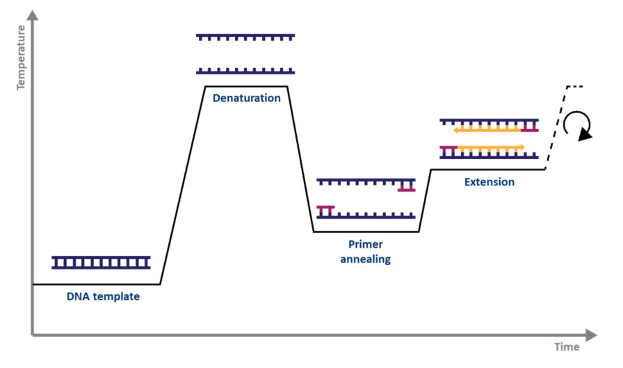 What are the differences between PCR, RT-PCR, qPCR, and RT-qPCR? - Enzo
