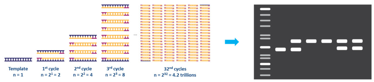 What are the differences between PCR, RT-PCR, qPCR, and RT-qPCR? - Enzo
