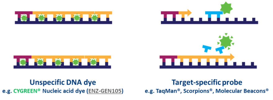 What are the differences between PCR, RT-PCR, qPCR, and RT-qPCR? - Enzo